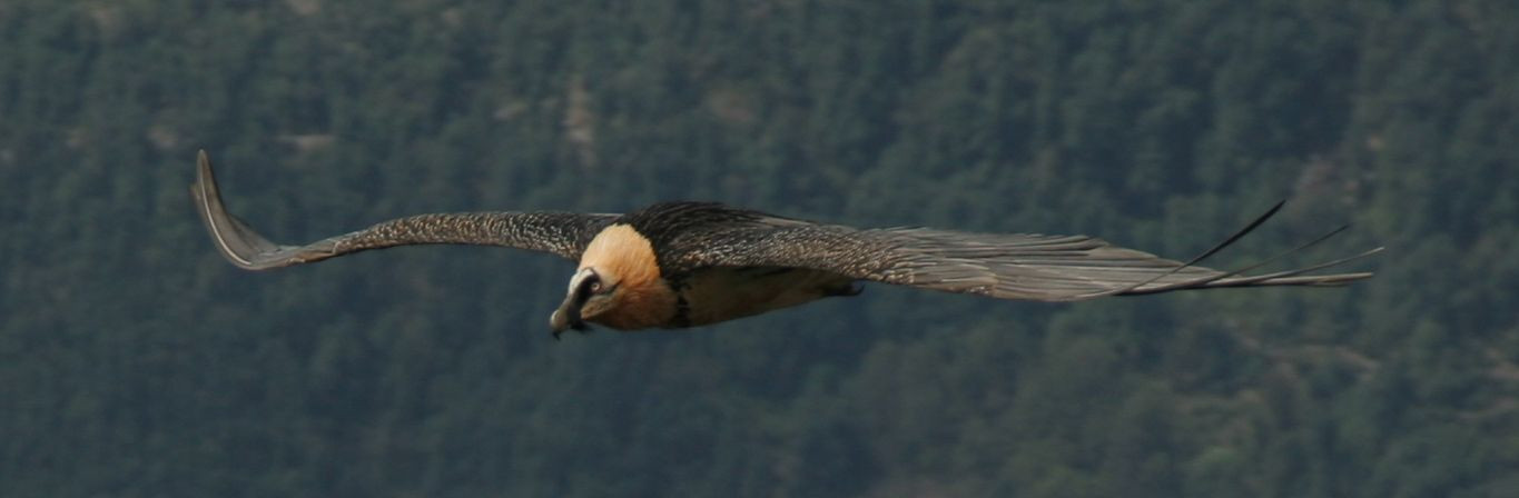 Bheruṇḍā · Gāruḍam