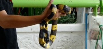 Visit to the Red Cross Snake Farm, Bangkok · Gāruḍam